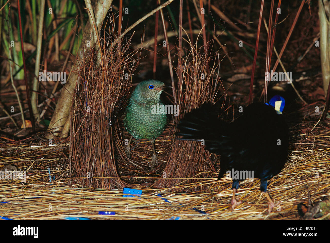 Satin Bowerbird (Ptilonorhynchus violaceus) female attracted to a male displaying blue objects ...