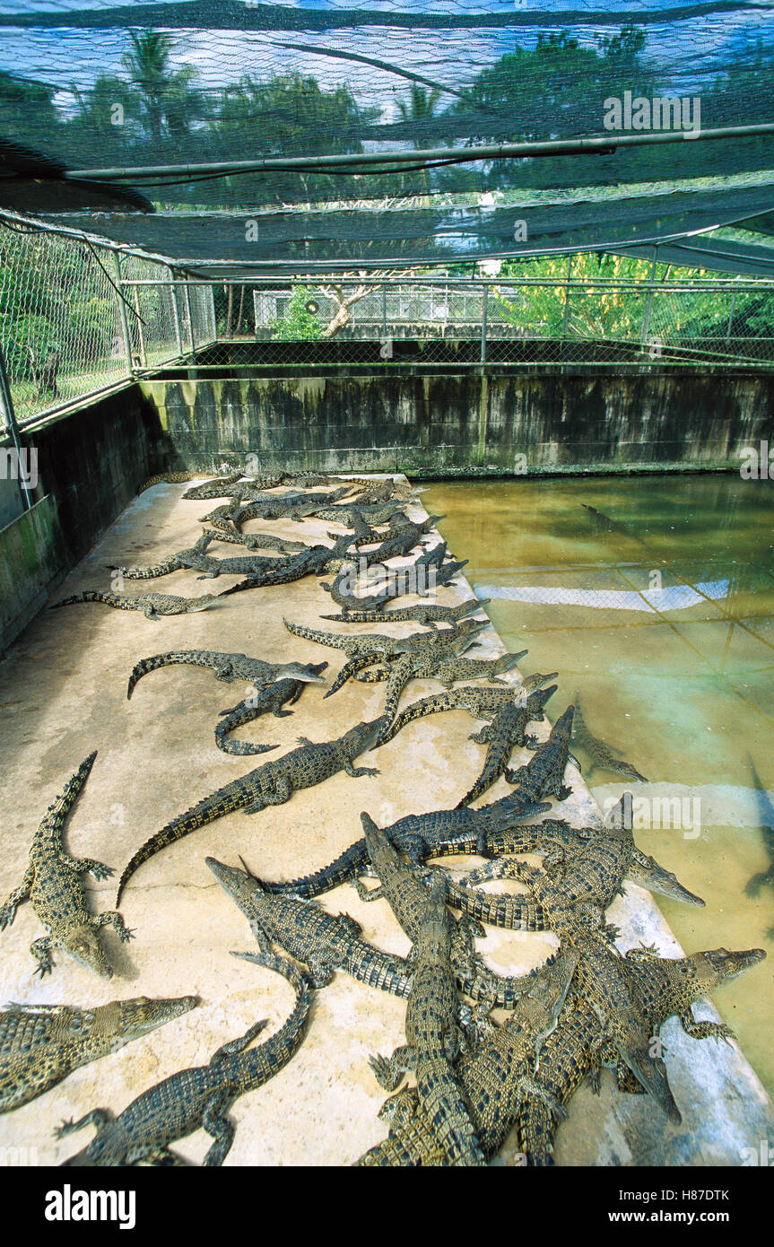 Saltwater Crocodile (Crocodylus porosus) farm, Darwin, Northern ...