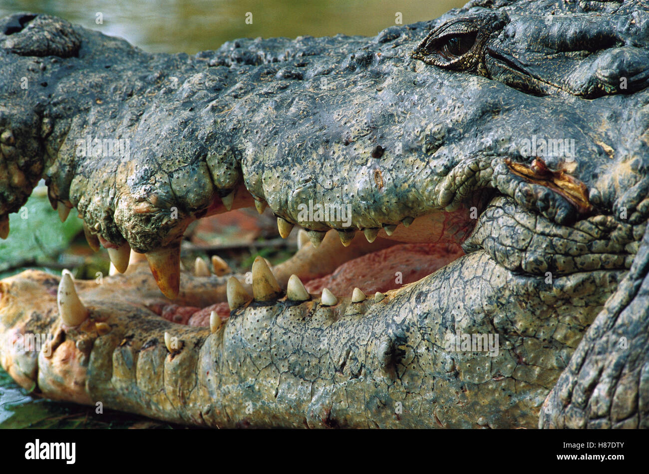 Saltwater Crocodile (Crocodylus porosus) close-up of head, showing ...