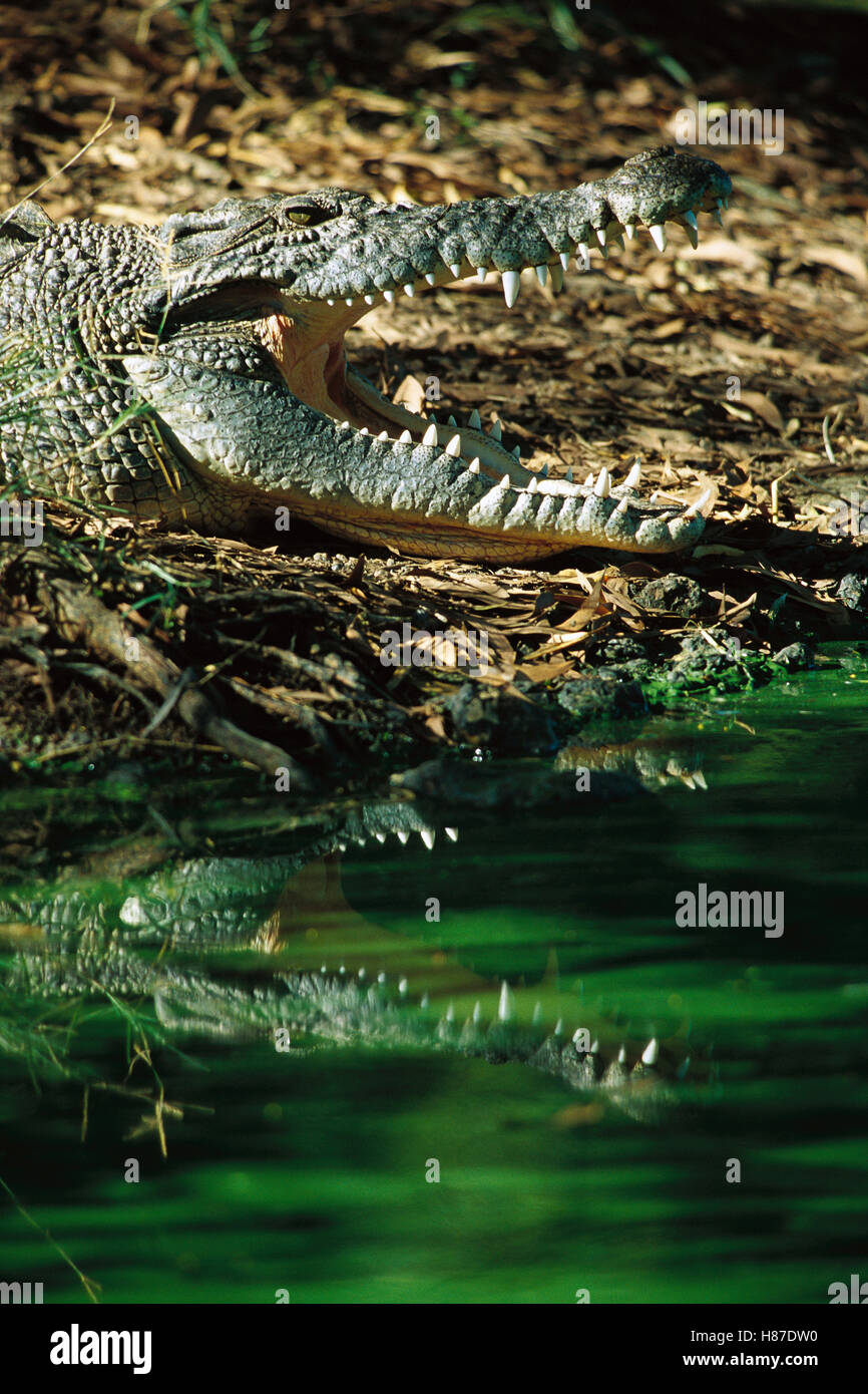 Saltwater Crocodile (Crocodylus porosus) at waters edge with open mouth ...