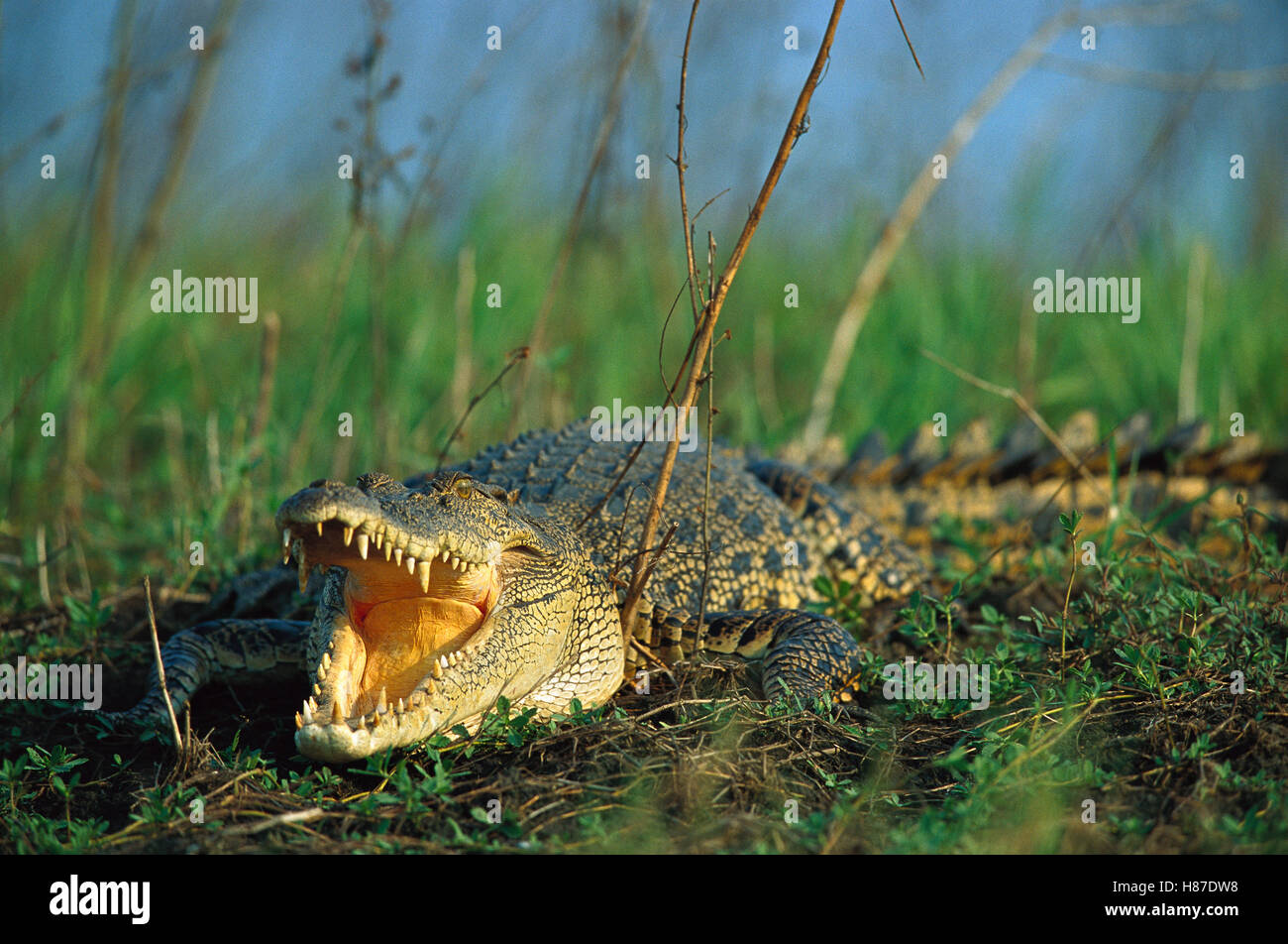 Saltwater Crocodile (Crocodylus porosus) front view with mouth open ...