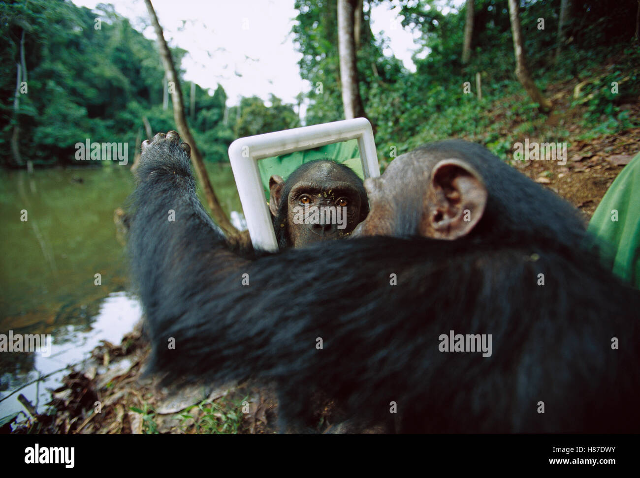 Chimpanzee (Pan troglodytes) female trying to touch behind the mirror ...