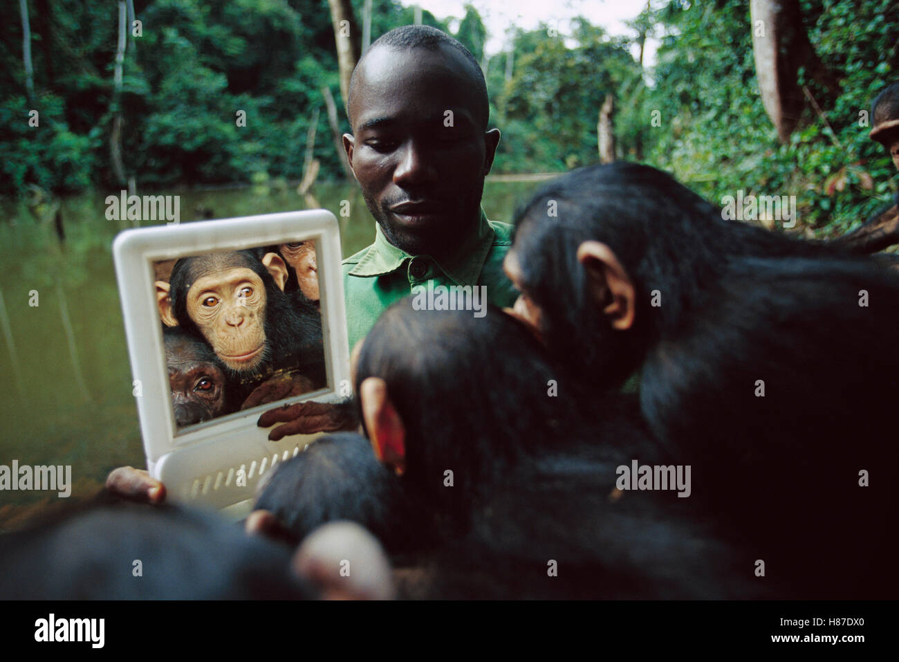 Chimpanzee (Pan troglodytes) group looking at themselves in a mirror ...