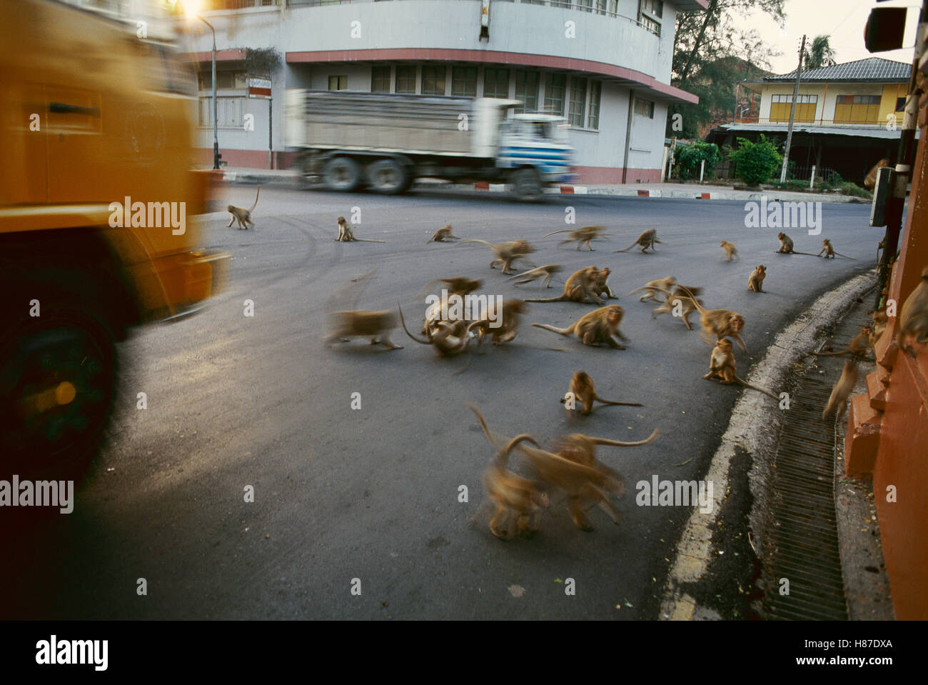 Long-tailed Macaque (Macaca fascicularis) group running in the street ...