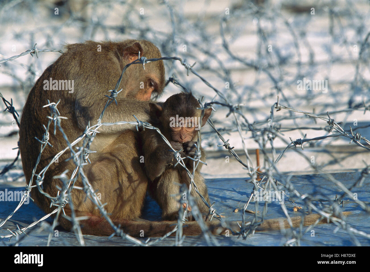 Long-tailed Macaque (Macaca fascicularis) mother grooming her young ...