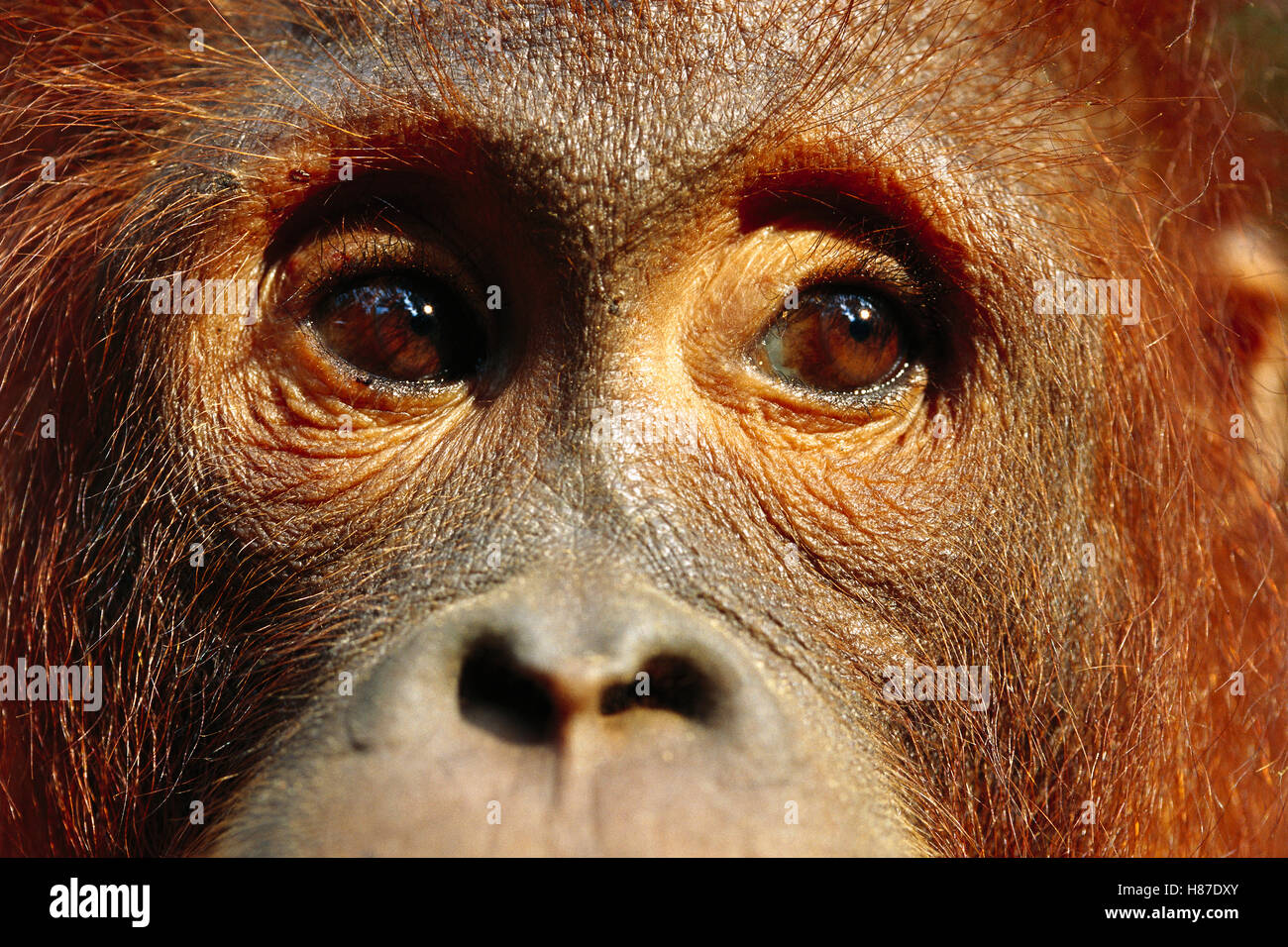Orangutan (Pongo pygmaeus) close-up portrait, Kalimantan, Indonesia ...