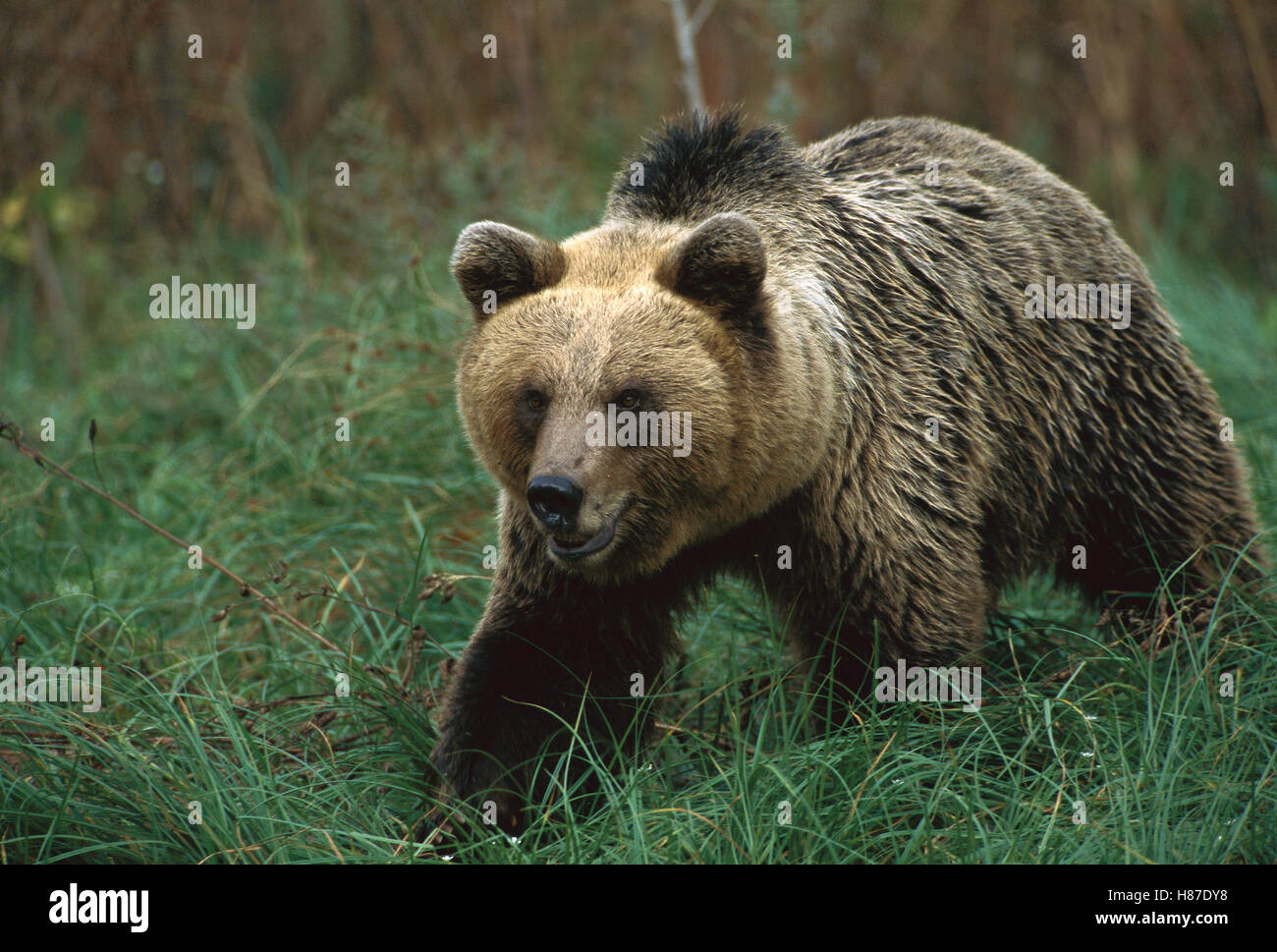 Brown Bear (Ursus arctos) adult walking in tall grass, Bulgaria Stock ...