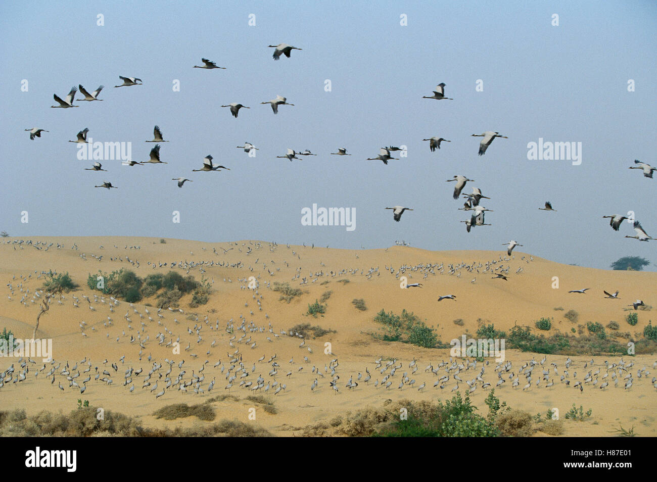 Demoiselle Crane (Anthropoides virgo) flock flying during migration ...