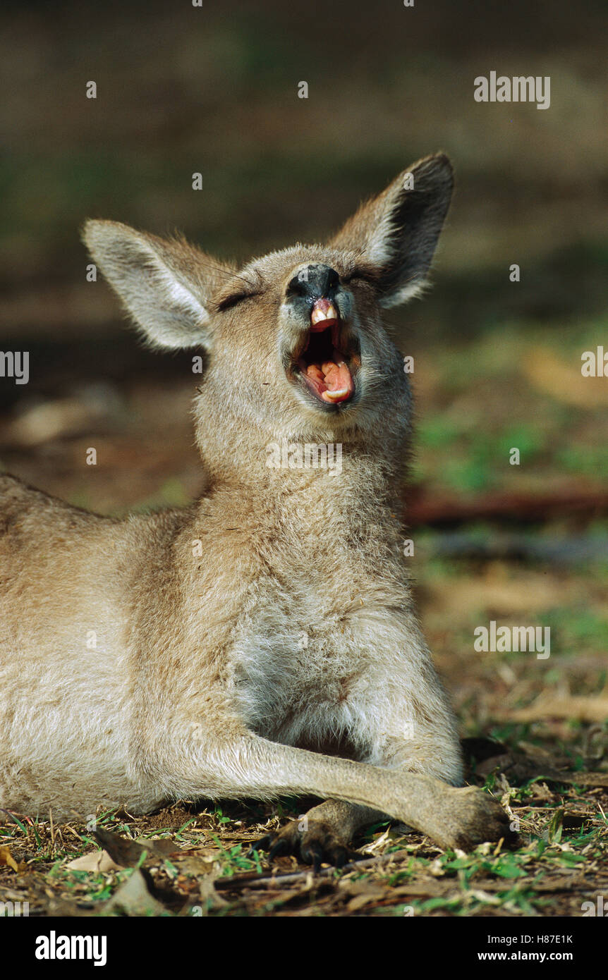 Eastern Grey Kangaroo (Macropus giganteus) yawning, Australia Stock ...