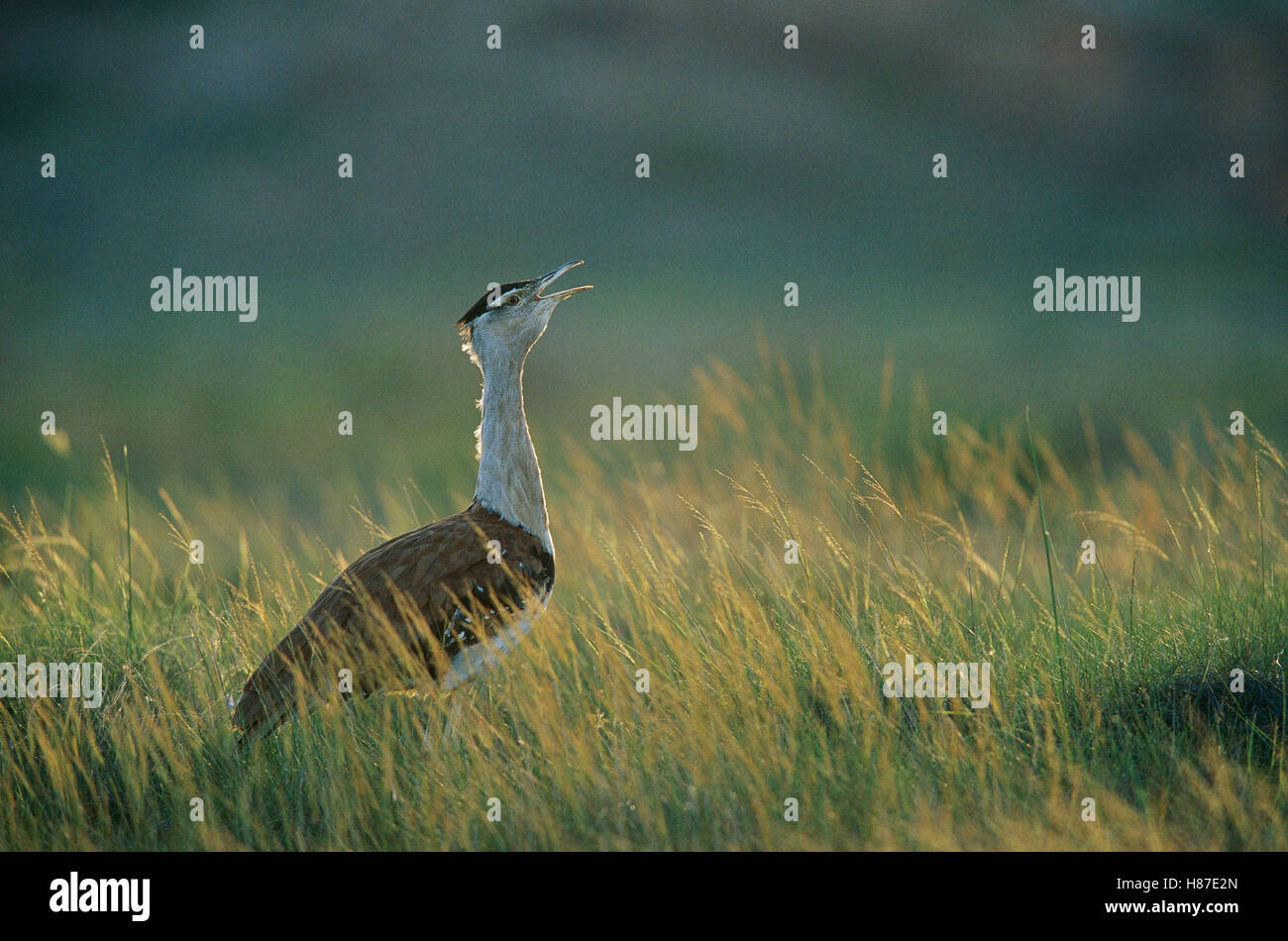 Australian Bustard (Ardeotis australis) standing in tall grass, Cape ...