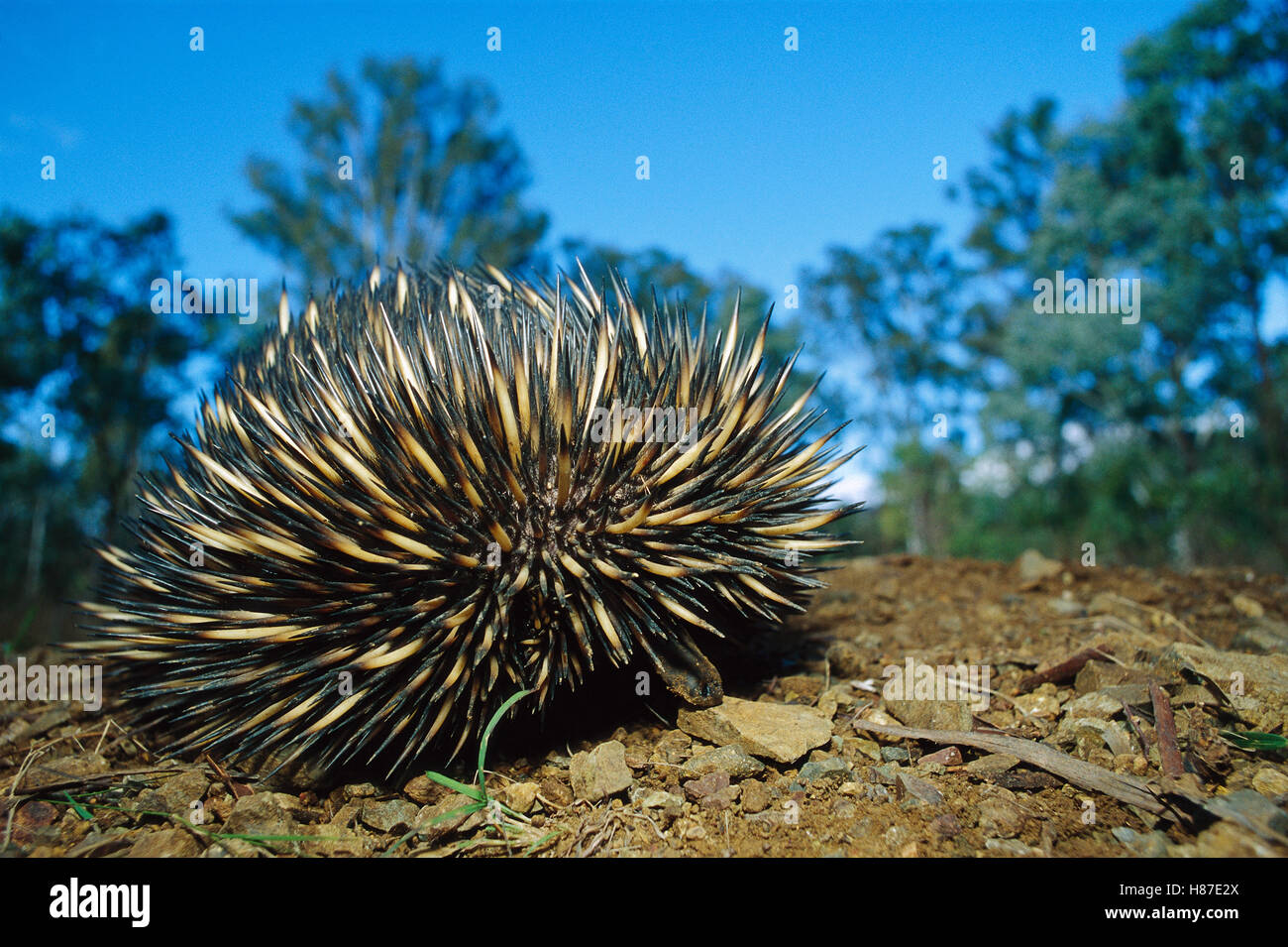 Short-beaked Echidna (Tachyglossus aculeatus) endangered species, in ...