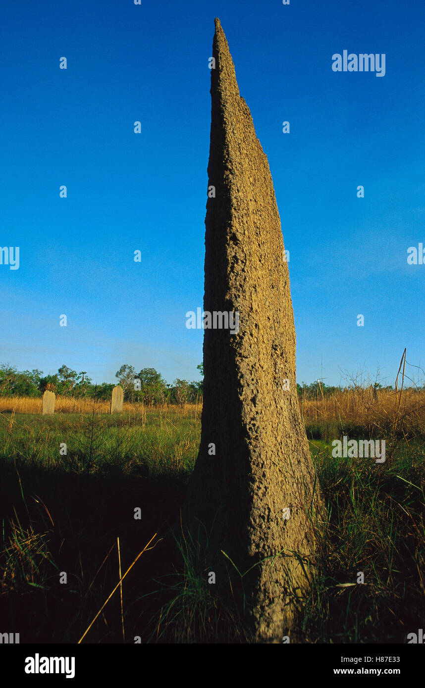 Magnetic Termite (Amitermes meridionalis) mound, Lichtfield National ...