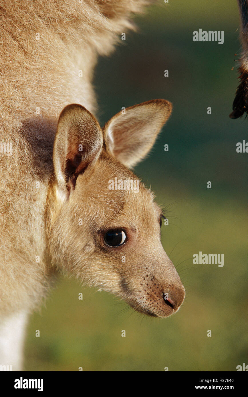Eastern Grey Kangaroo (Macropus giganteus) joey peeking out from its ...