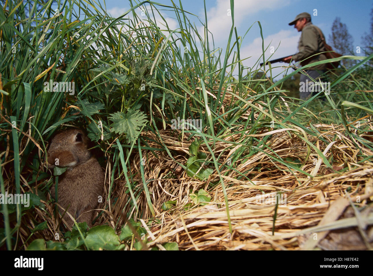 European Rabbit (Oryctolagus cuniculus) in meadow, with hunter in the ...