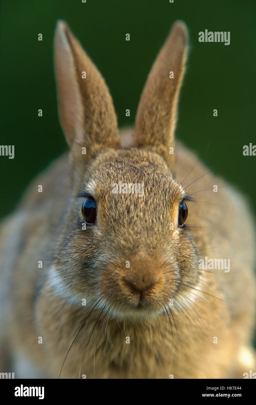 European Rabbit (Oryctolagus cuniculus) portrait, France, introduced ...