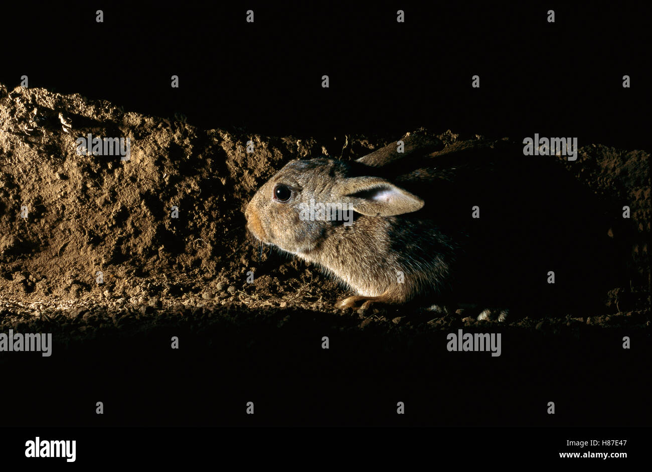 European Rabbit (Oryctolagus cuniculus) in underground burrow, France ...