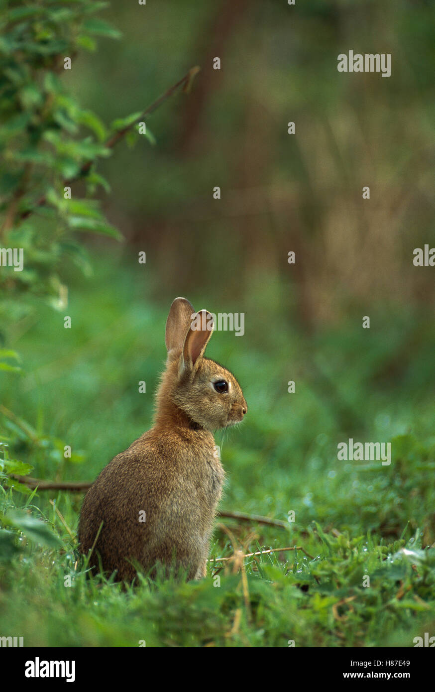 European Rabbit (Oryctolagus cuniculus) in meadow, France, introduced ...