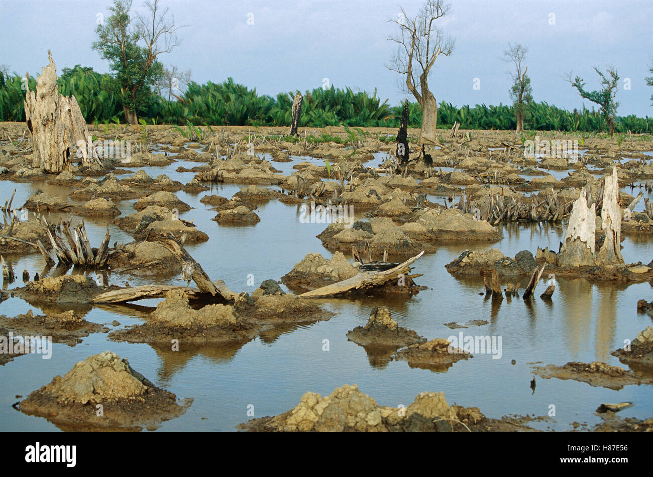 Mangrove in Mahakam Delta 80% destroyed in 2001 because of tiger shrimp ...