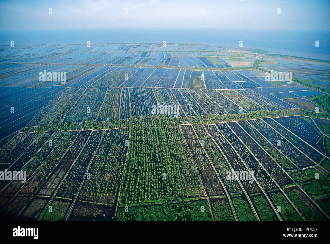 Mangrove forest in Mahakam Delta 80% destroyed in 2001 because of Tiger ...