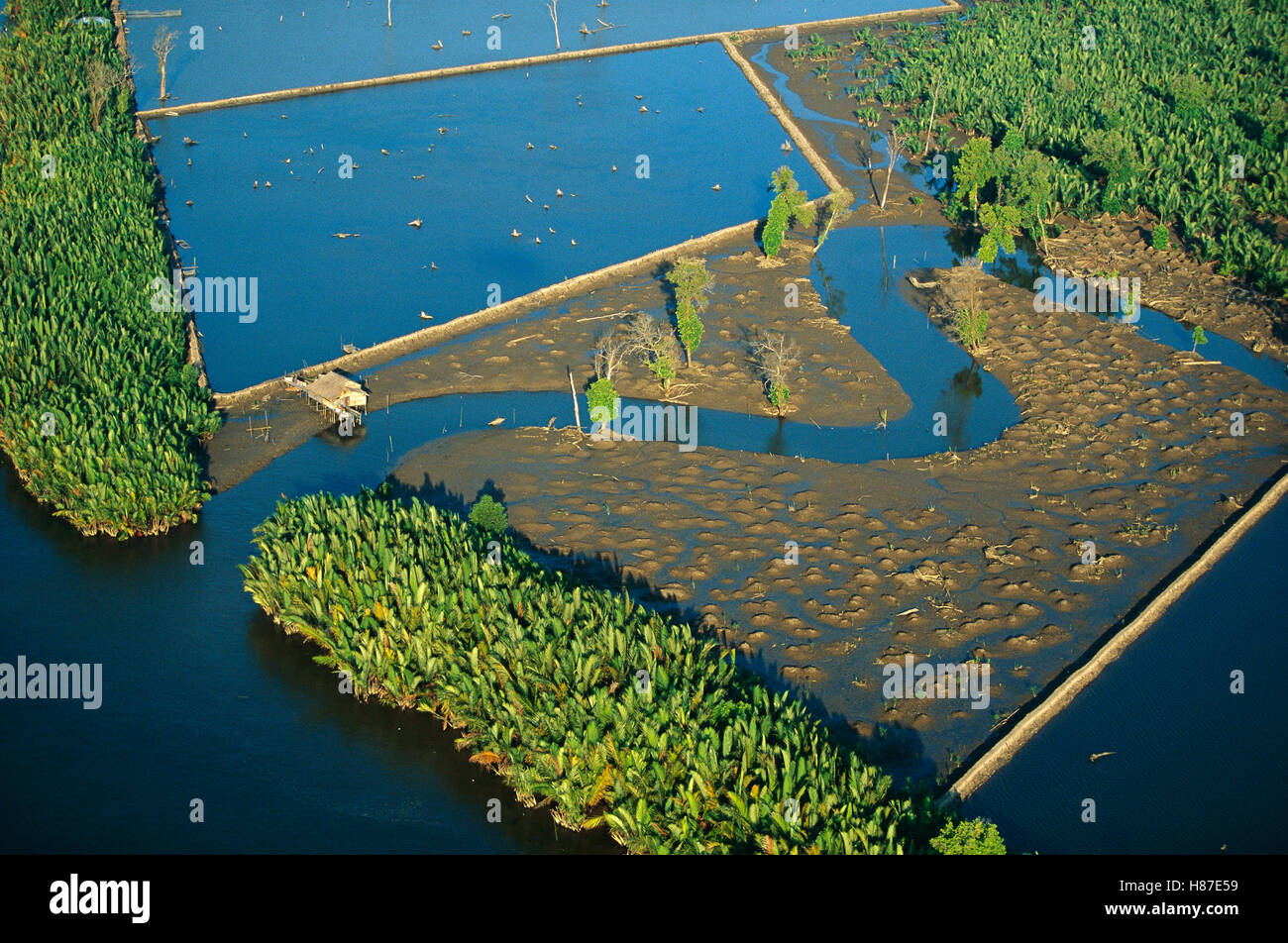 Mangrove forest in Mahakam Delta 80% destroyed in 2001 because of Tiger ...