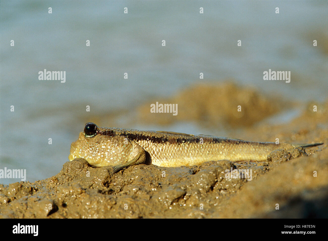Giant Mudskipper (Periophthalmodon schlosseri) on shore, Mahakam Delta ...