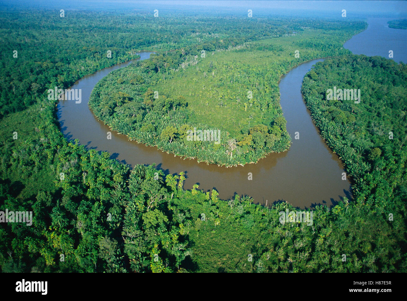 Mangrove (Rhizophora sp) in Mahakam Delta, 80% destroyed in 2001 ...