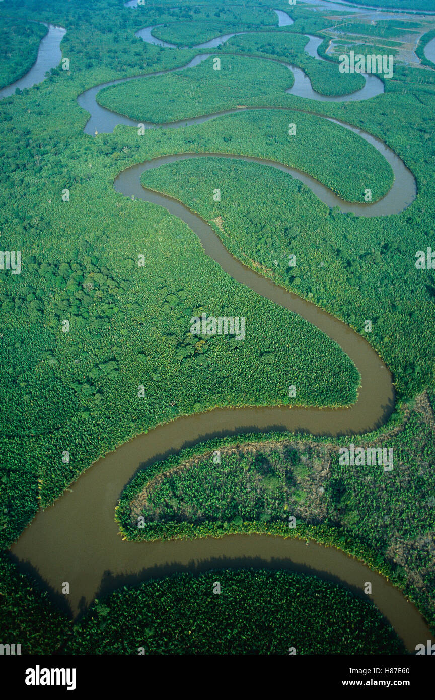 Mangrove (Rhizophora sp) in Mahakam Delta, 80% destroyed in 2001 ...
