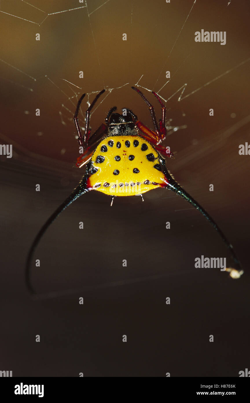 Spiked Spider (Gasteracantha sp) in web, East Kalimantan, Indonesia ...