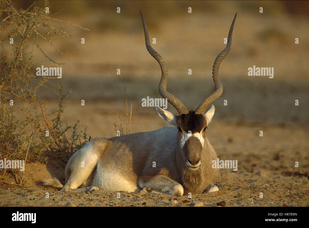 Addax (Addax nasomaculatus) resting, Negev Desert, Israel Stock Photo ...