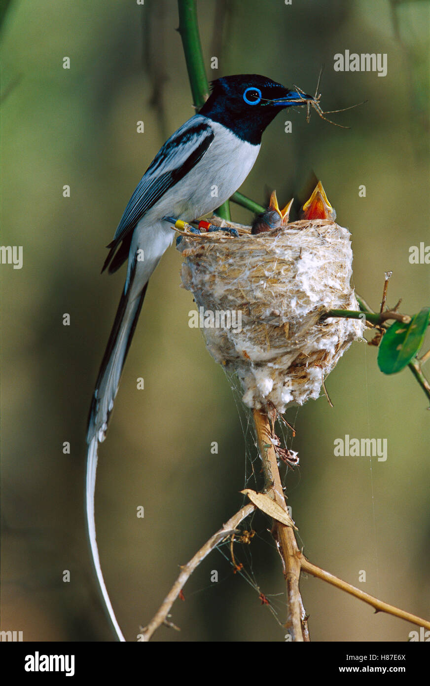 Madagascar Paradise Flycatcher (Terpsiphone mutata) male white morph ...