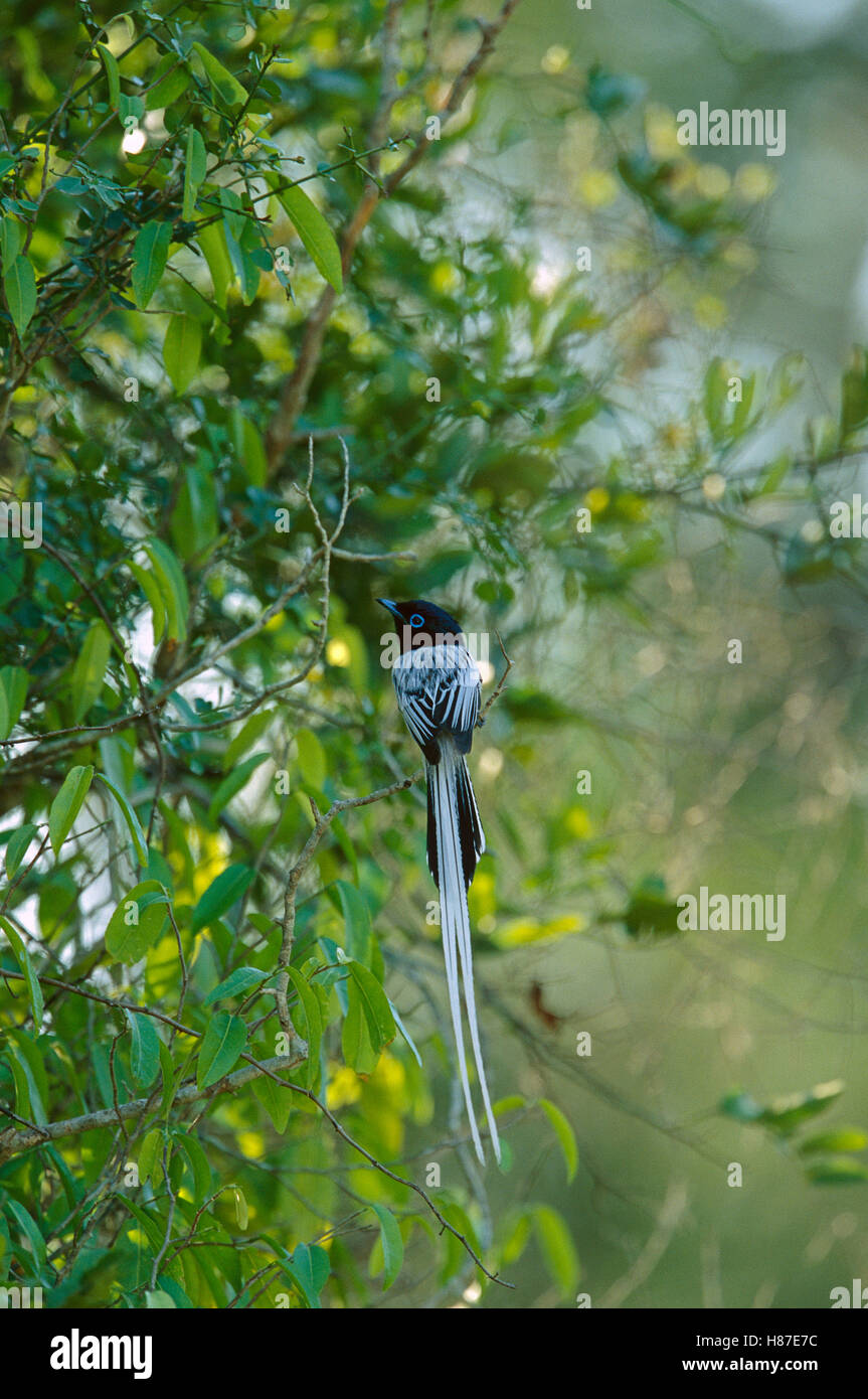 Madagascar Paradise Flycatcher (Terpsiphone mutata) white male morph ...