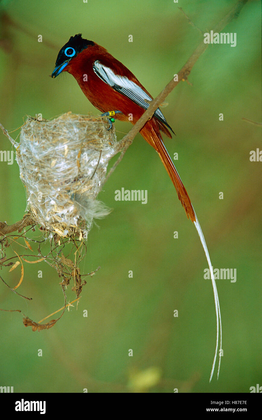 Madagascar Paradise Flycatcher (Terpsiphone mutata) tagged red male at ...