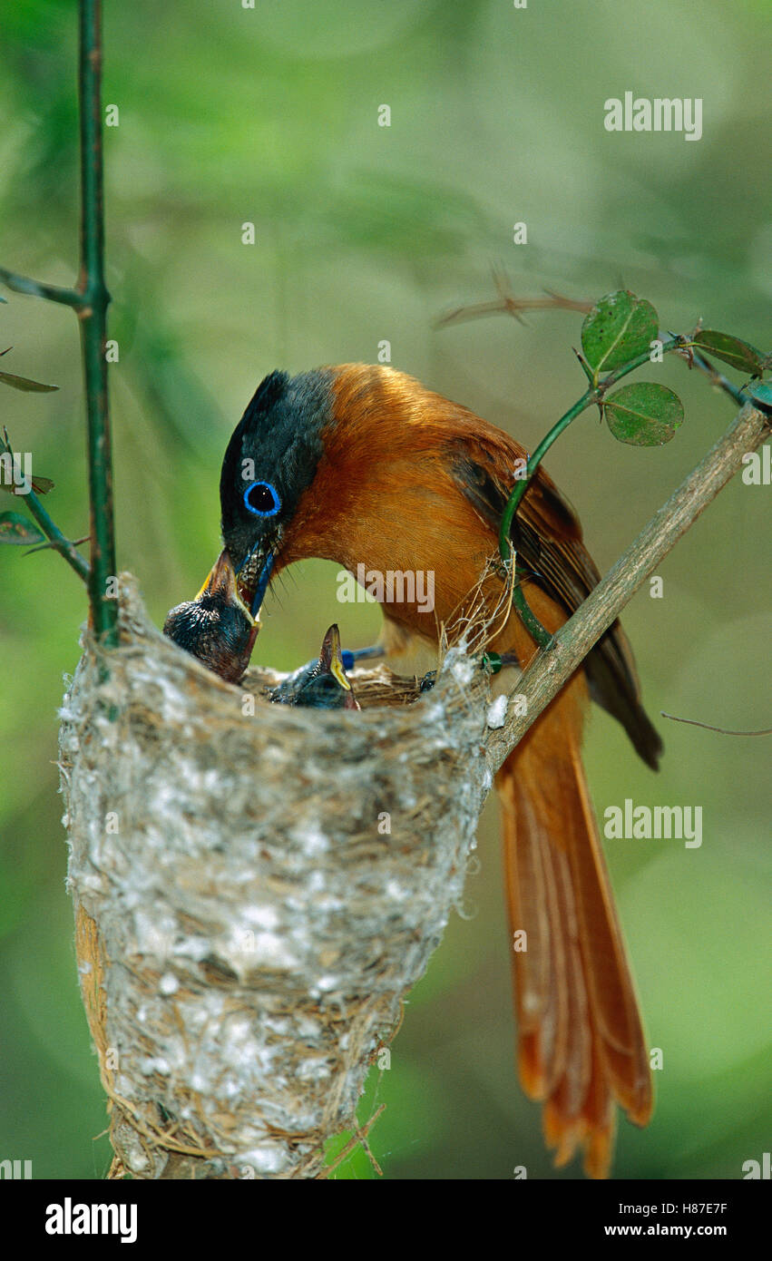Madagascar Paradise Flycatcher (Terpsiphone mutata) female feeding ...