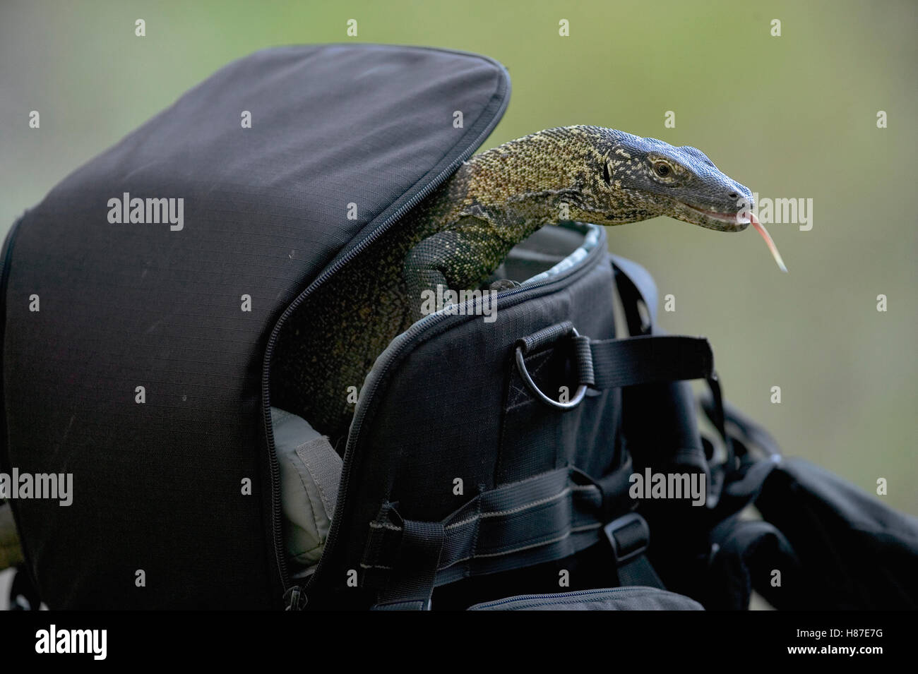 Komodo Dragon (Varanus komodoensis) yearling exploring camera bag ...