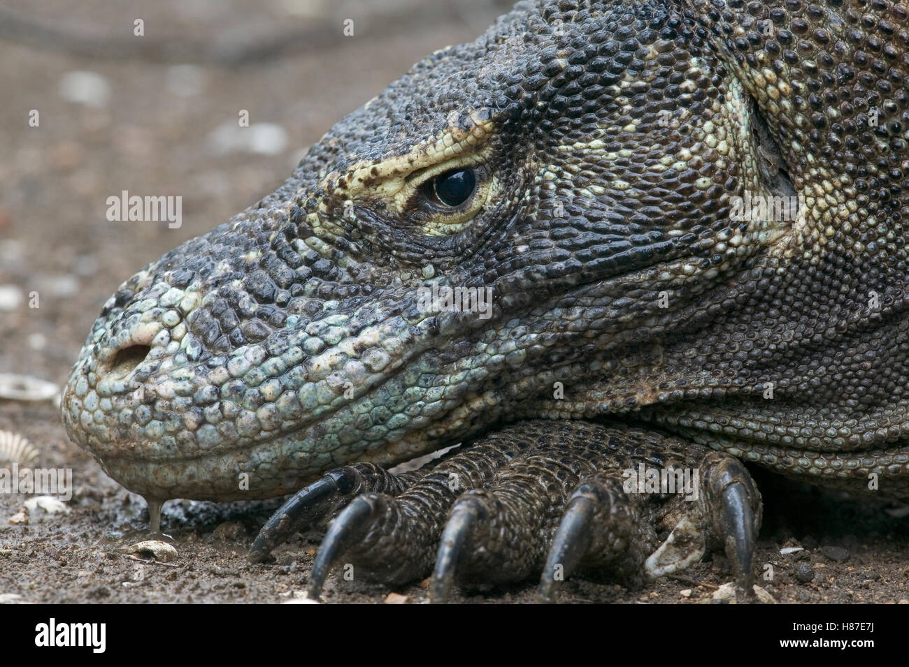 Komodo Dragon (Varanus komodoensis) portrait showing large claws, Rinca ...