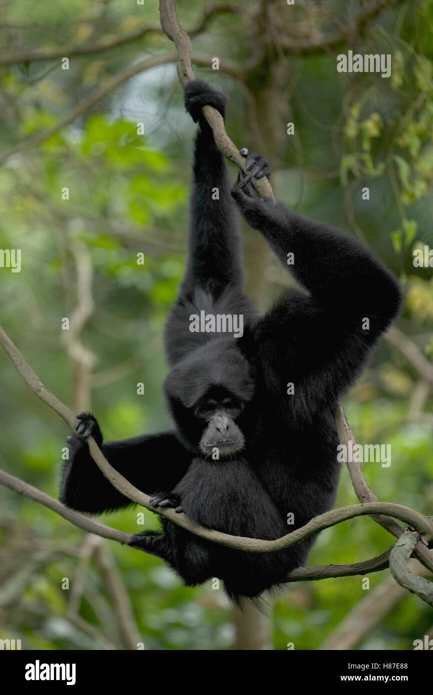 Siamang (Hylobates syndactylus) hanging from tree, native to southeast ...