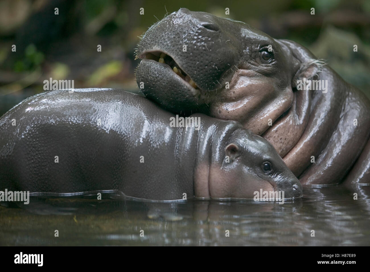 Pygmy Hippopotamus (Hexaprotodon liberiensis) mother and calf in water ...