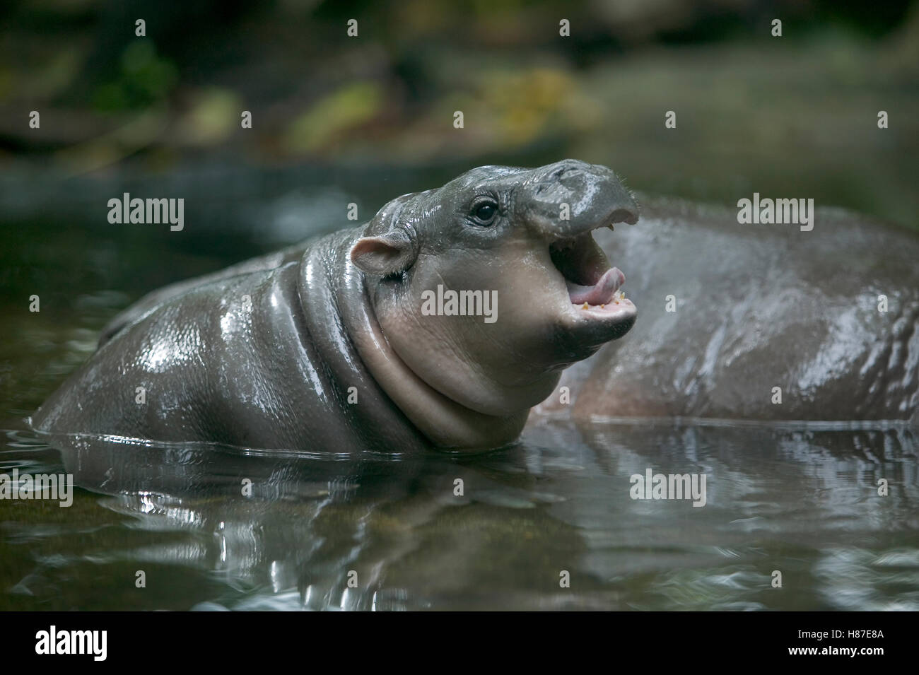 Pygmy Hippopotamus (Hexaprotodon liberiensis) calf calling in water, native to West Africa Stock ...