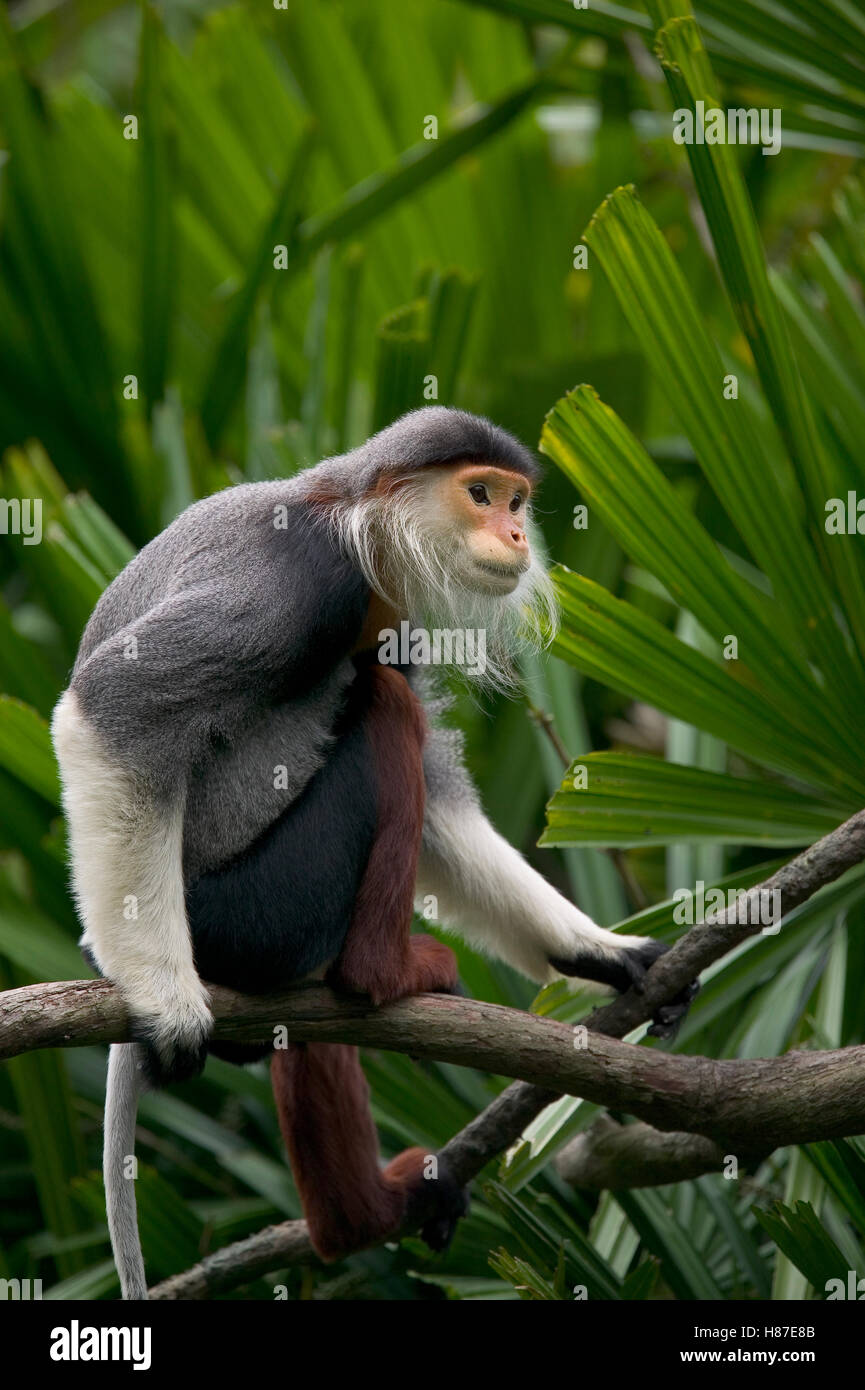 Douc Langur (Pygathrix nemaeus) male in tree, native to southeast Asia ...