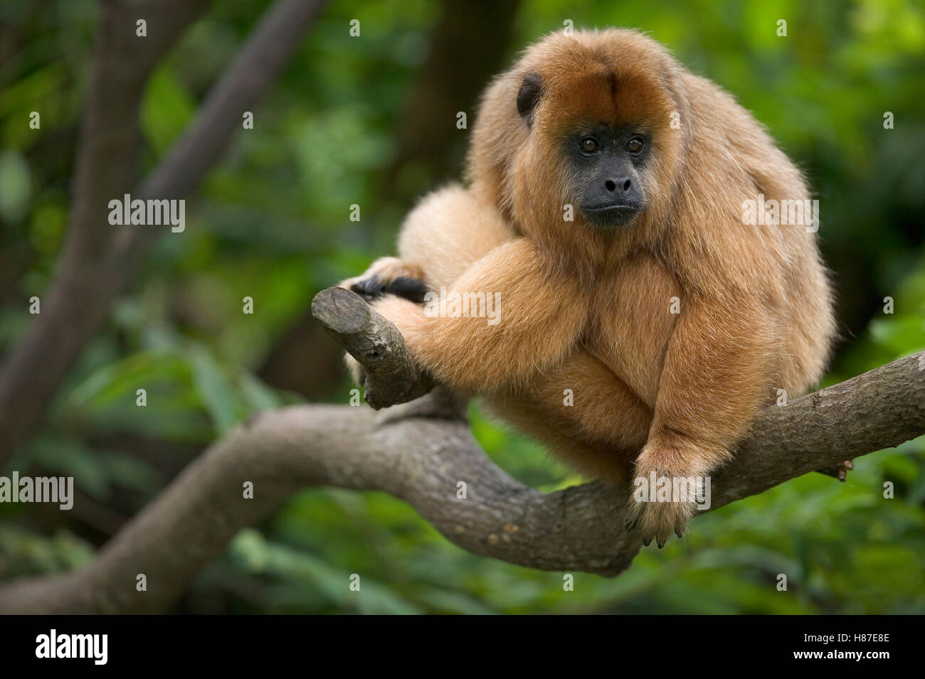 Black Howler Monkey (Alouatta caraya) female resting in tree, native to ...