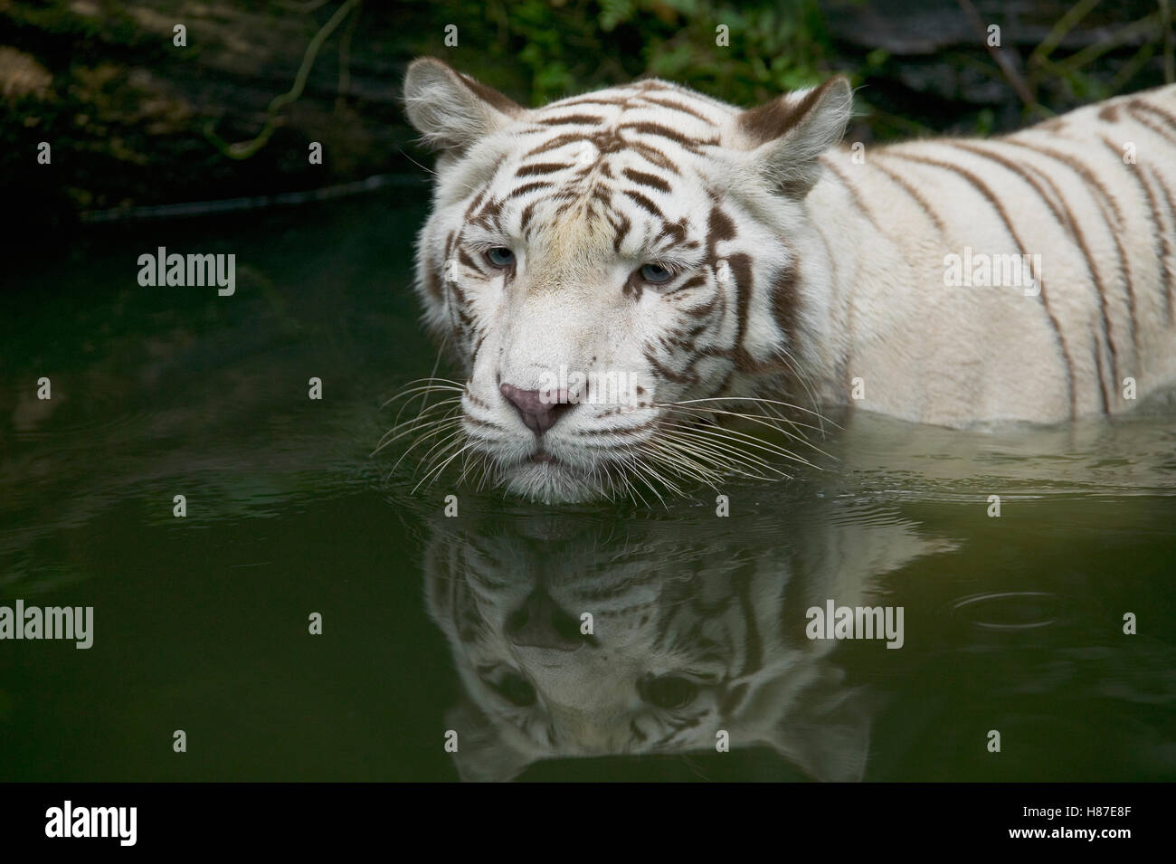 Bengal Tiger (Panthera tigris tigris), white adult wading through water ...