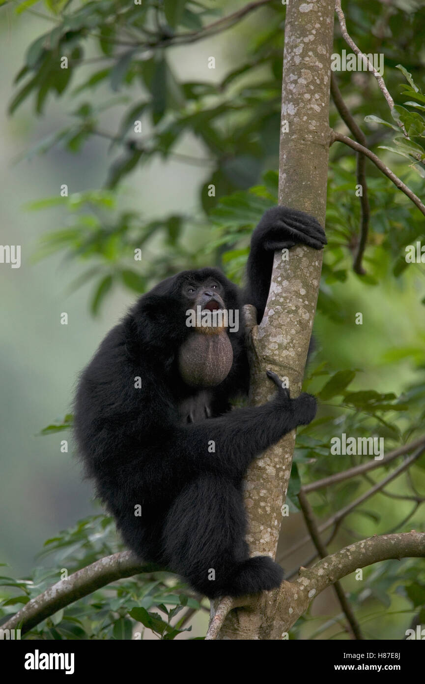 Siamang (Hylobates syndactylus) male calling from tree, native to ...