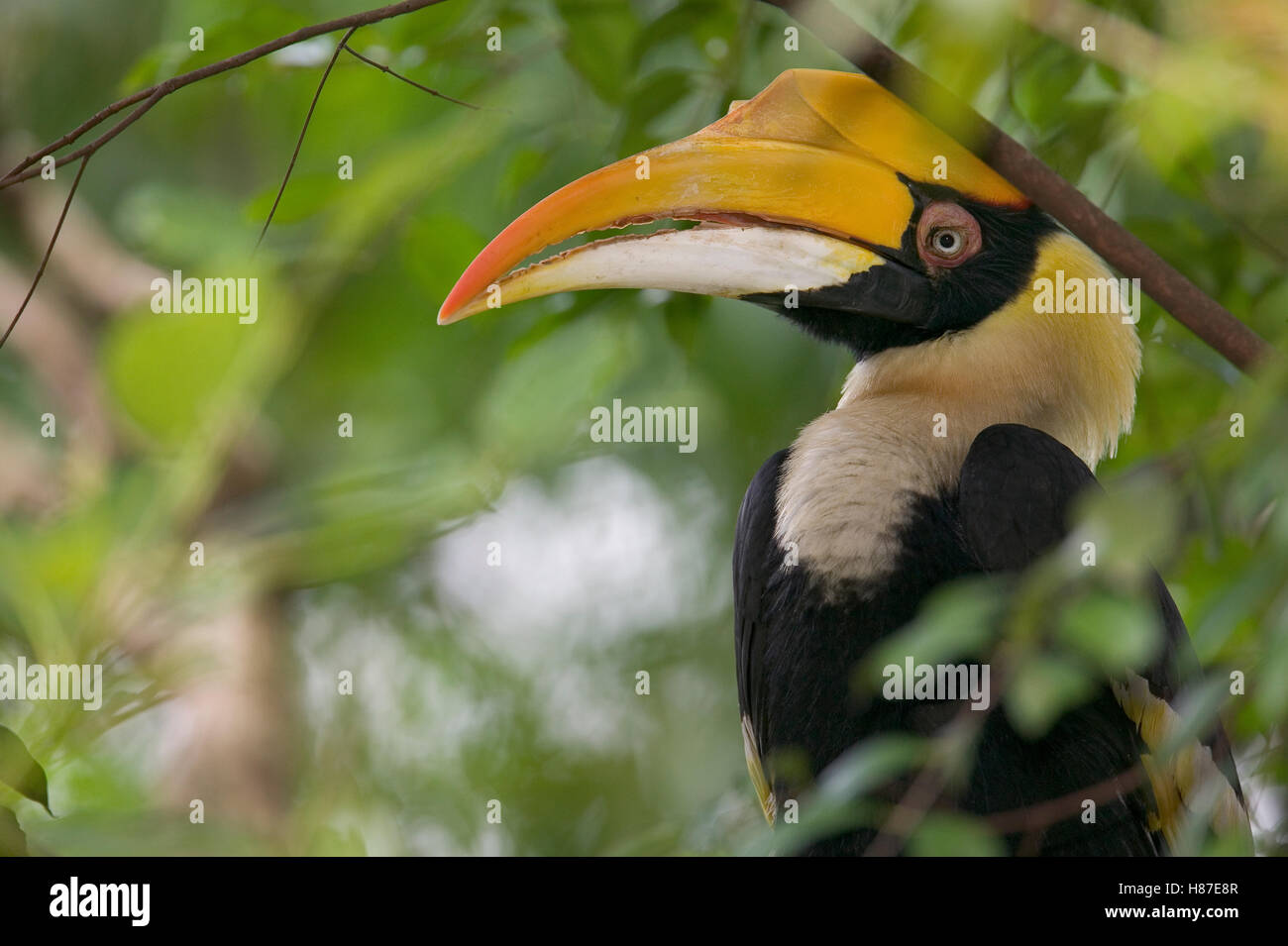Great Hornbill (Buceros bicornis) adult in tree, native to Asia Stock ...