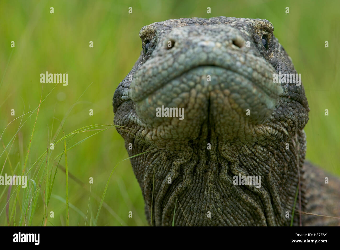 Komodo Dragon (Varanus komodoensis) adult portrait, Rinca Island ...