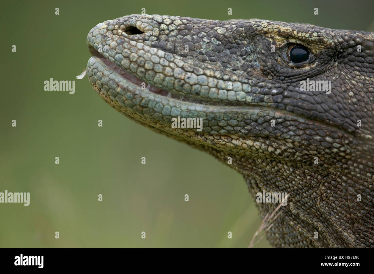 Komodo Dragon (Varanus komodoensis) adult portrait, Rinca Island ...