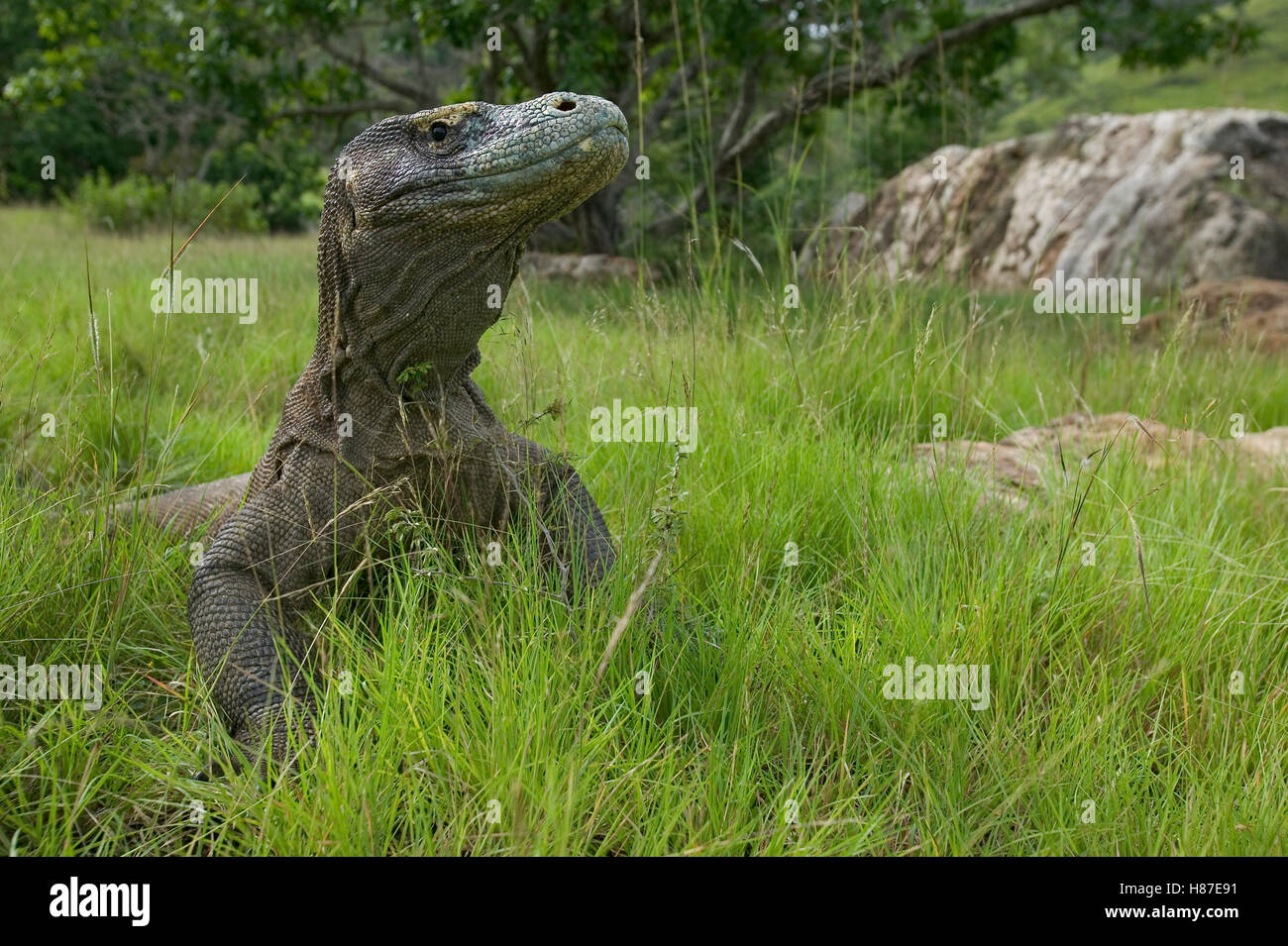 Komodo Dragon (Varanus komodoensis) adult in grass, Rinca Island ...