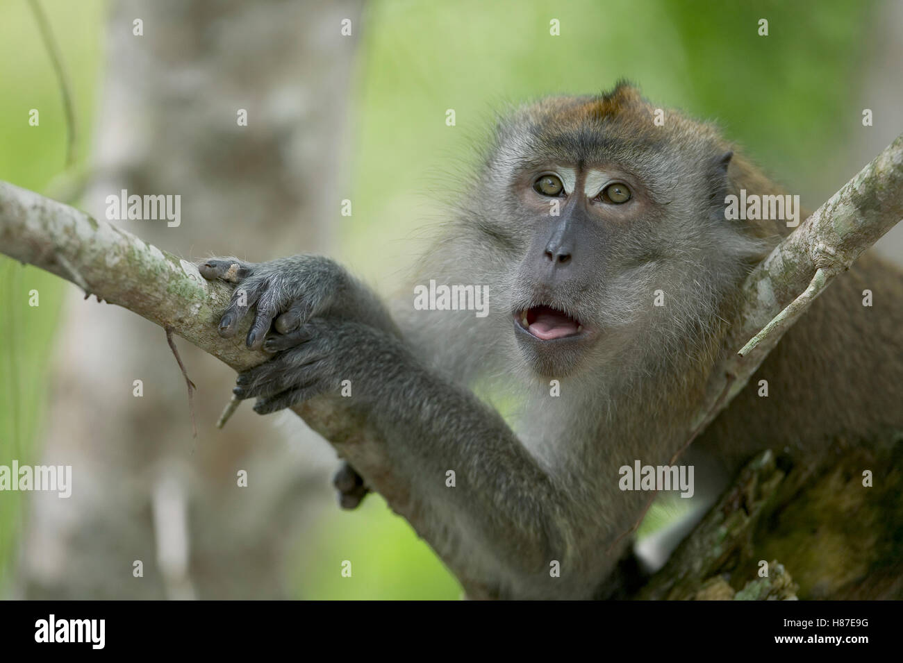 Long-tailed Macaque (Macaca fascicularis) portrait in tree, Malaysia ...