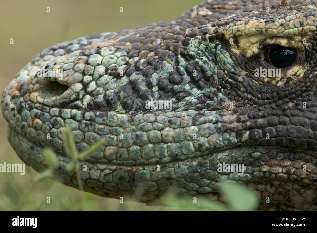 Komodo Dragon (Varanus komodoensis) close-up of face, Rinca Island ...