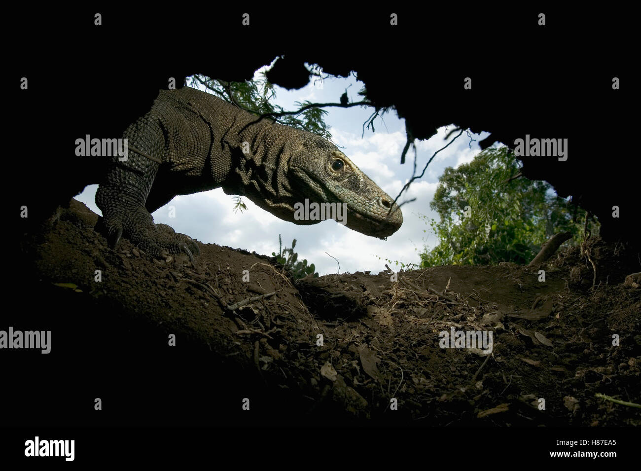 Komodo Dragon (Varanus komodoensis) pirate Megapodious bird nests to ...