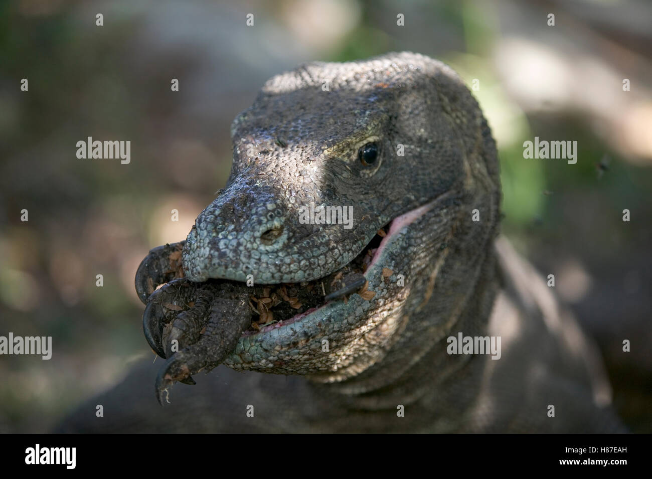 Komodo Dragon (Varanus komodoensis) eats the carcass of another dragon ...